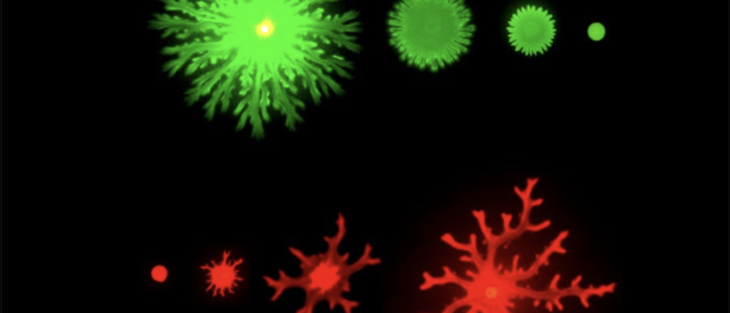 Fiegel earns first place in Capture Your Research image competition ...